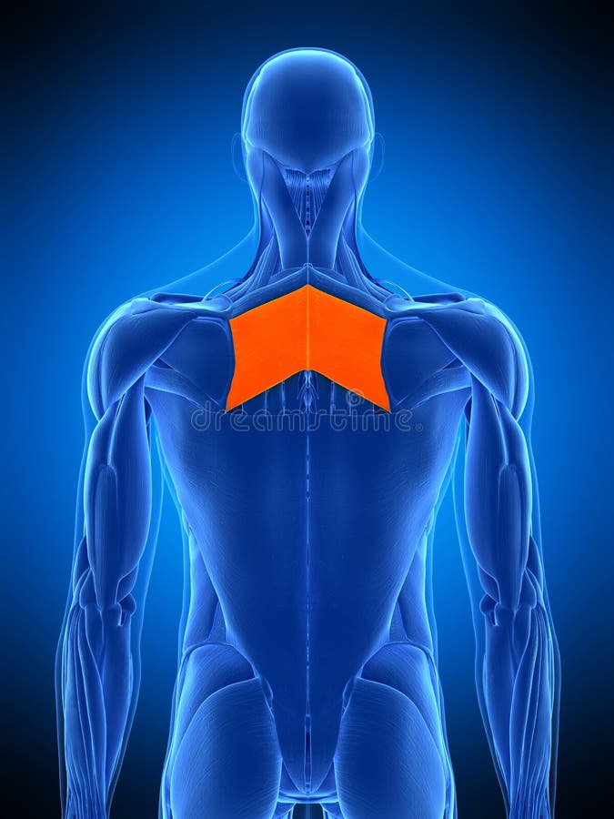 Anatomy Rhomboid Stock Illustrations – 281 Anatomy Rhomboid Stock ...