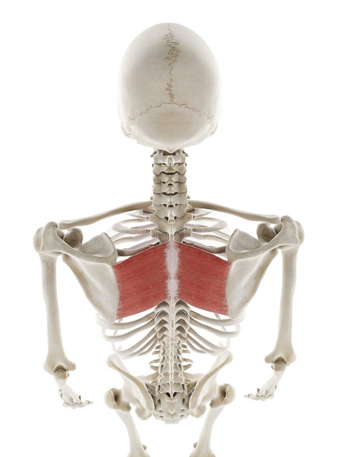 The rhomboid stock illustration. Illustration of anatomical - 58450786
