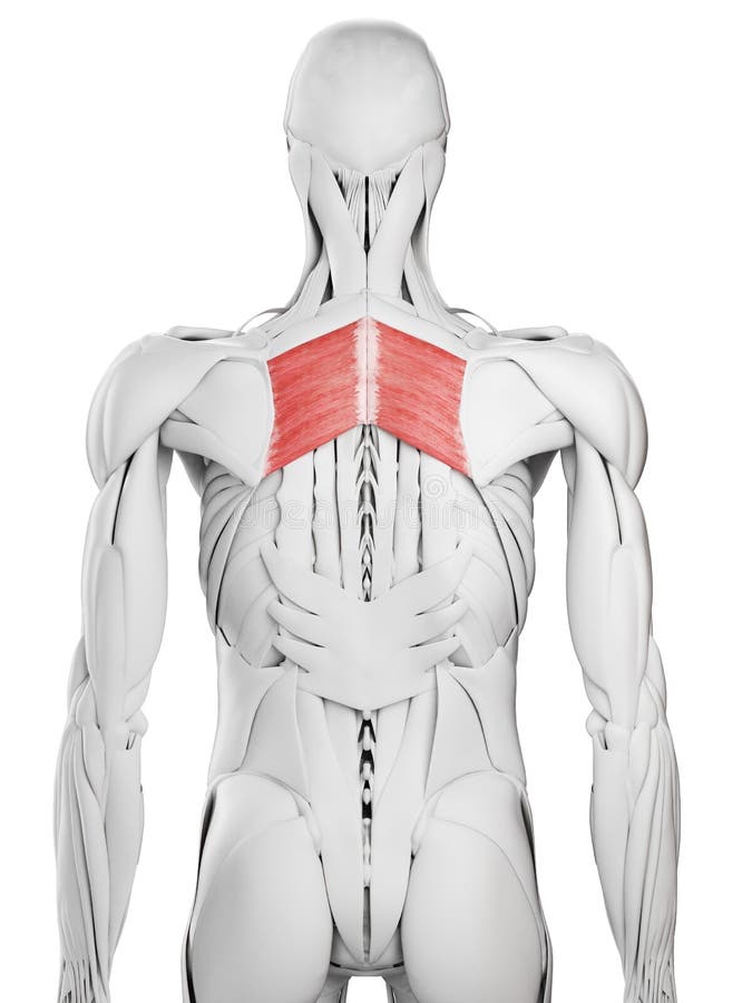 The rhomboid major stock illustration. Illustration of isolated - 145661015