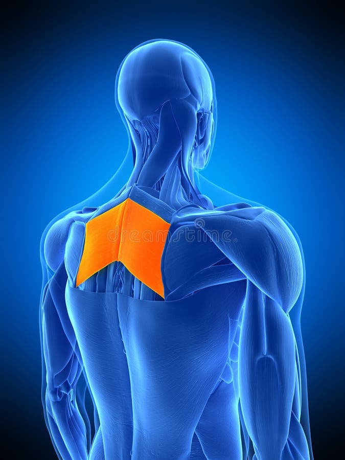 The rhomboid major stock illustration. Illustration of graphic - 72486691