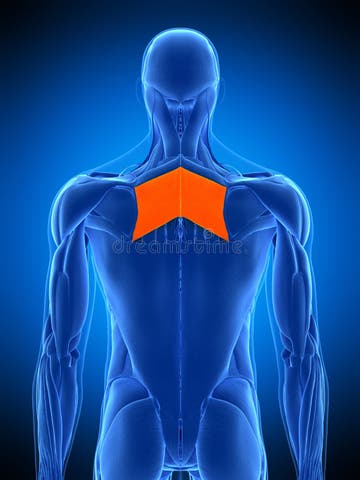 Rhomboid Major Stock Illustrations – 208 Rhomboid Major Stock ...