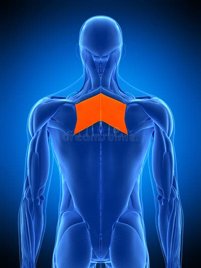 The rhomboid major stock illustration. Illustration of anatomical ...