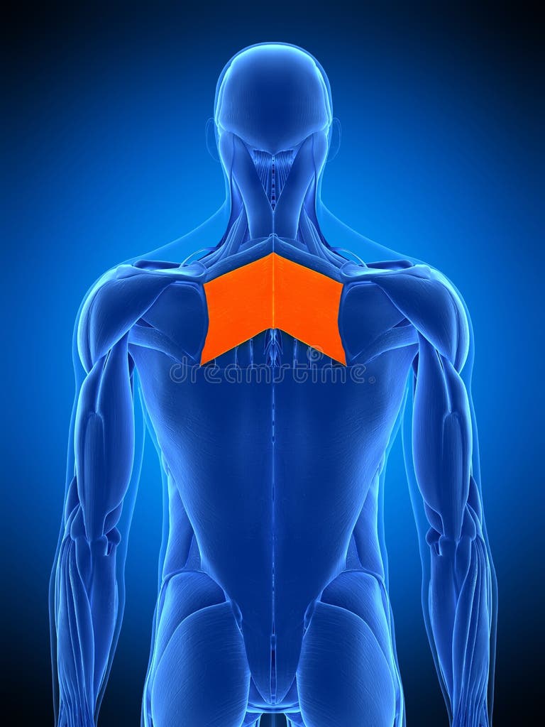 Rhomboid Major Stock Illustrations – 208 Rhomboid Major Stock ...