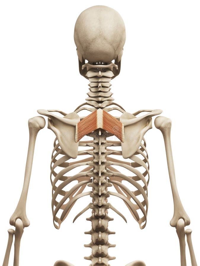The rhomboid major stock illustration. Illustration of body - 45575821