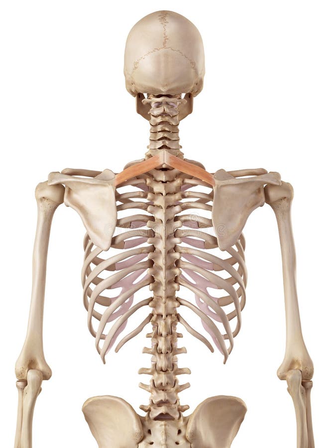 The rhomboid minor stock illustration. Illustration of muscle - 56287348