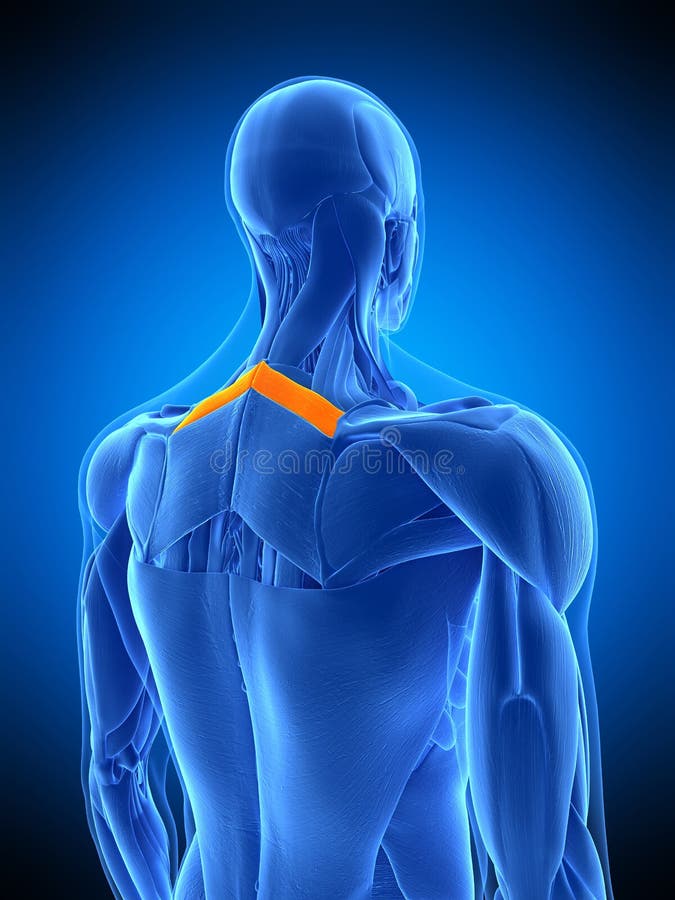 Human Rhomboid Minor Muscles on Skeleton Stock Illustration ...