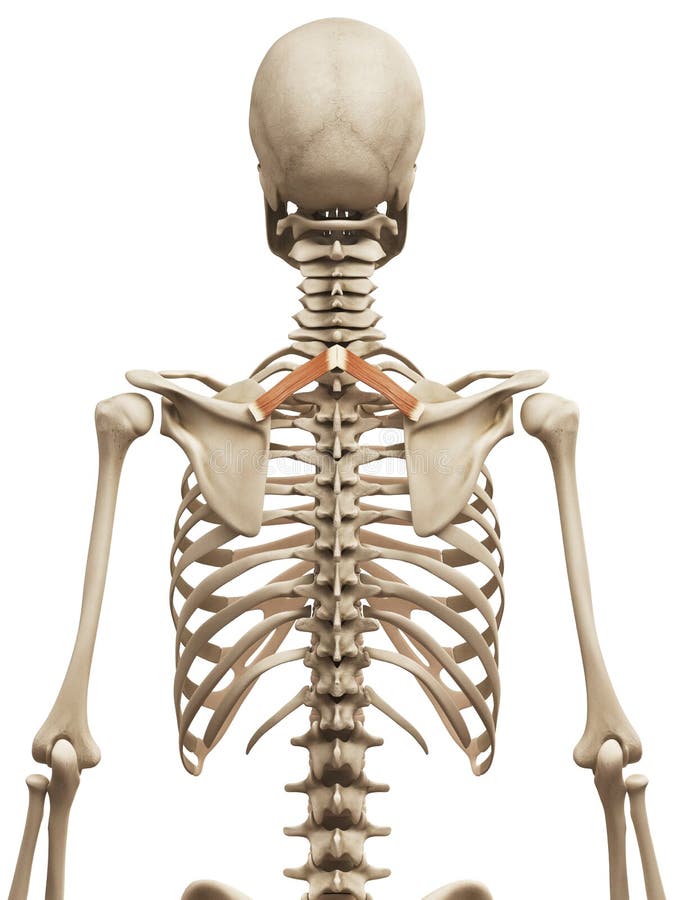 The rhomboid minor stock illustration. Illustration of skeleton - 45575916