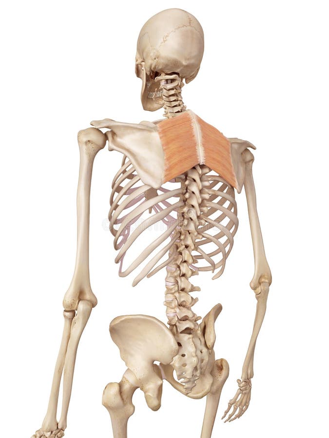 Rhomboid Muscles As Skeletal Muscular System for Spine Outline Diagram ...