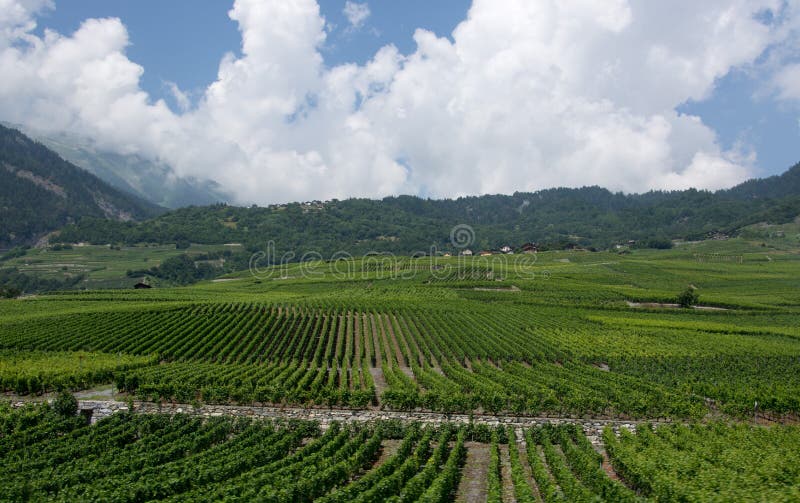 Rhone Valley, Valais, Switzerland Stock Photo - Image of grapevine ...