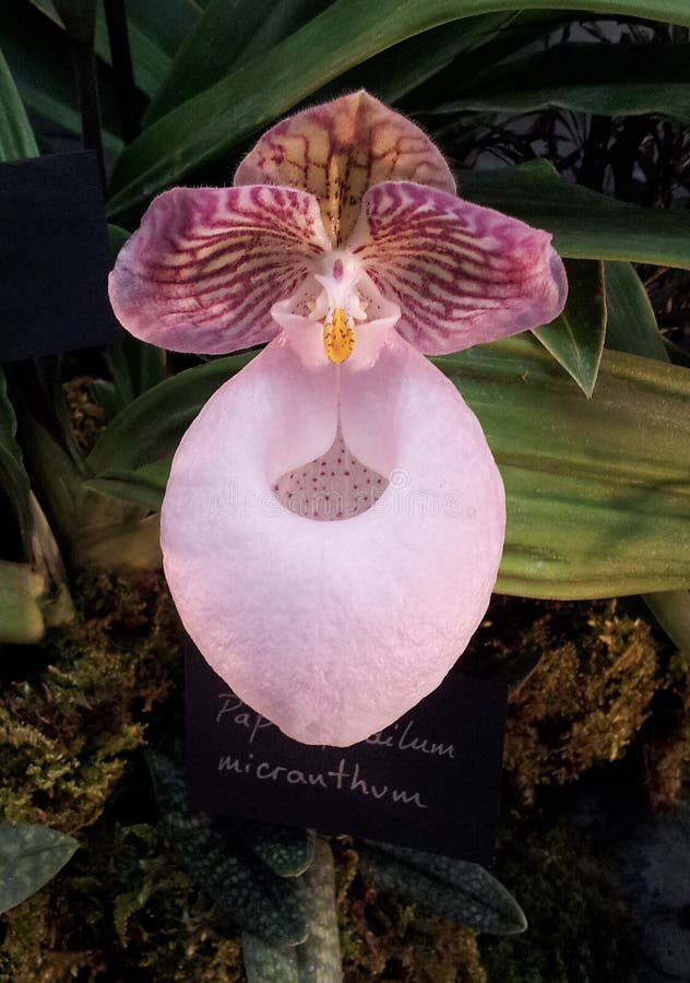 Magnificent Plants in the United Arab Emirates. Dubai. Stock Photo ...