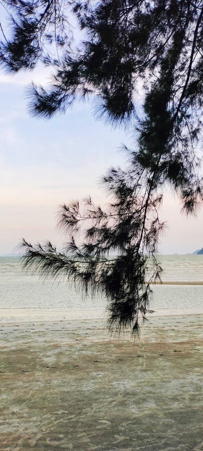 Rhu tree by the beach stock photo. Image of sunlight - 329882218