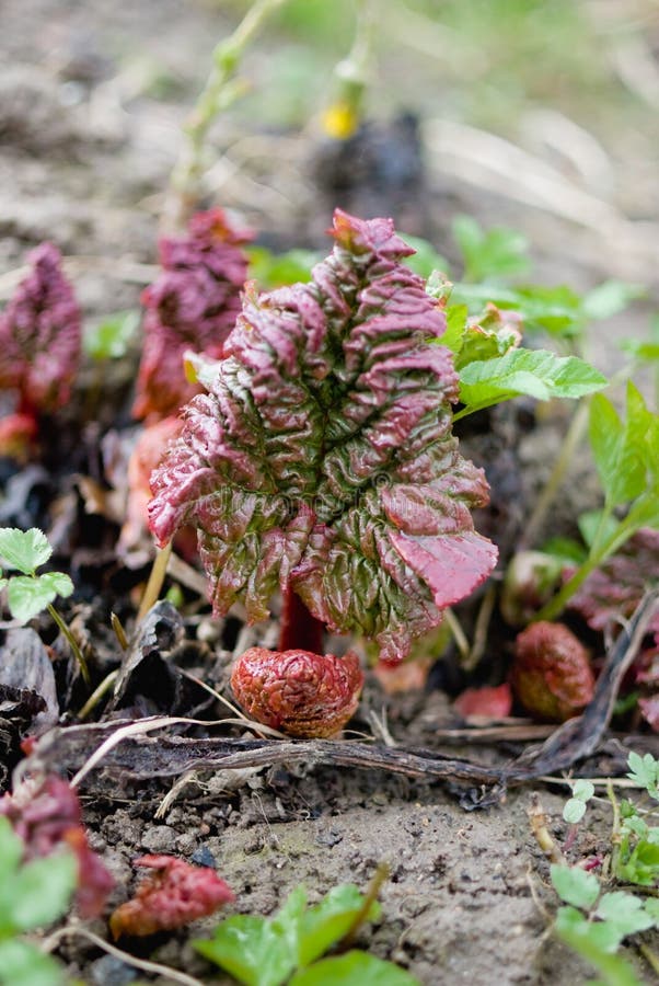 Young Rhubarb Plant with Purple and Red Stock Photo - Image of textured ...