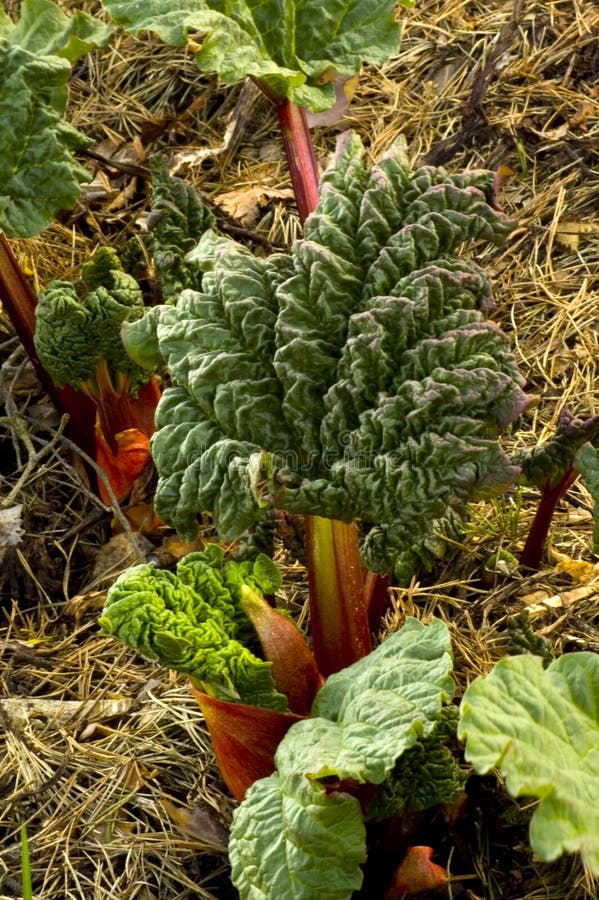 Rhubarb stock photo. Image of nature, focus, leaf, fruit - 54094232