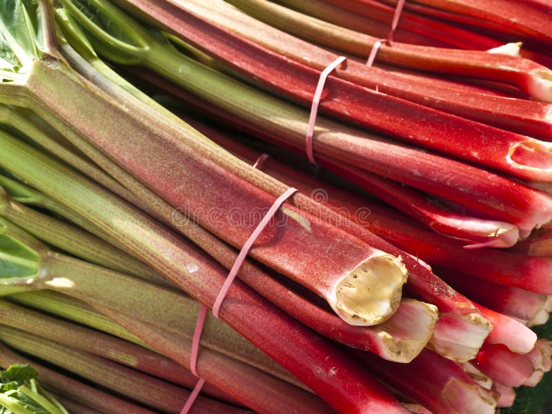 Rhubarb stock photo. Image of rhubarb, vegetbale, baking - 14556358