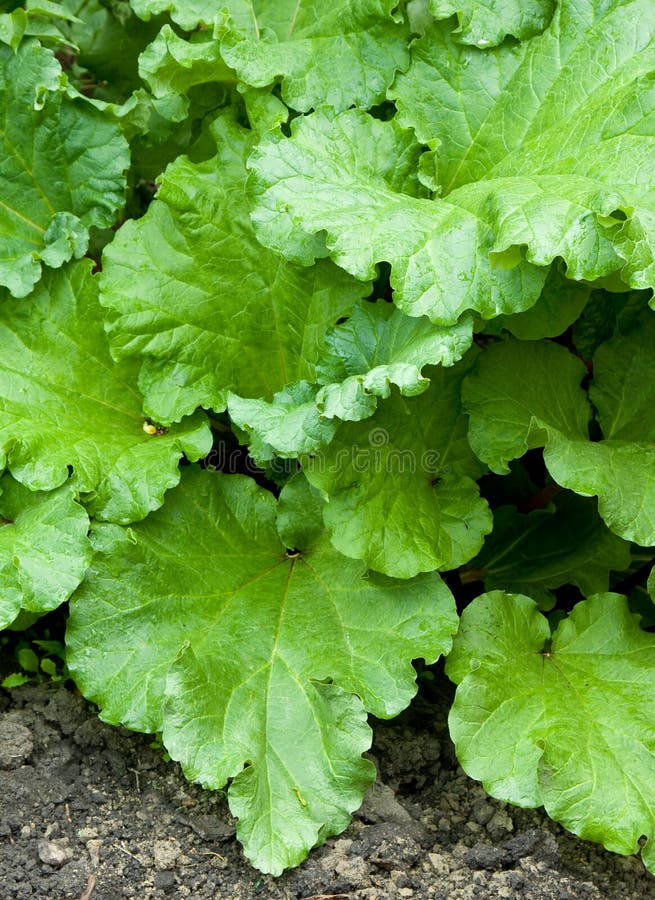 Rhubarb stock photo. Image of leaves, growing, vegetable - 14743886