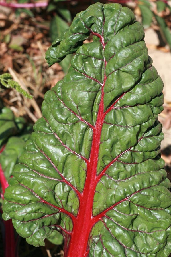 Rhubarb stock photo. Image of season, green, beauty, agriculture - 16619522