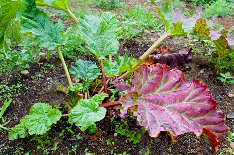 Young Rhubarb Plant with Purple and Red Stock Photo - Image of textured ...
