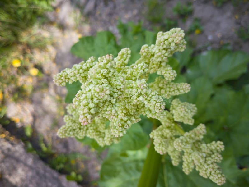 Rhubarb is Blooming, Rhubarb Grows in the Garden, Rhubarb Flower Stock ...
