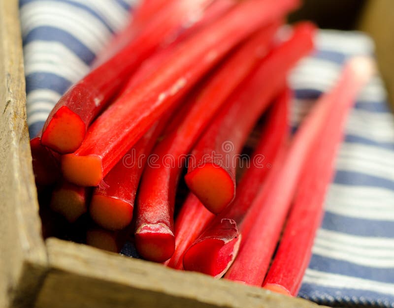 Rhubarb bunch stock image. Image of stem, food, vitamins - 23550677