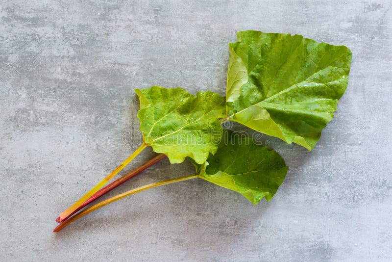 Rhubarb on a Concrete Table Stock Image - Image of rhubarb, green: 72922829