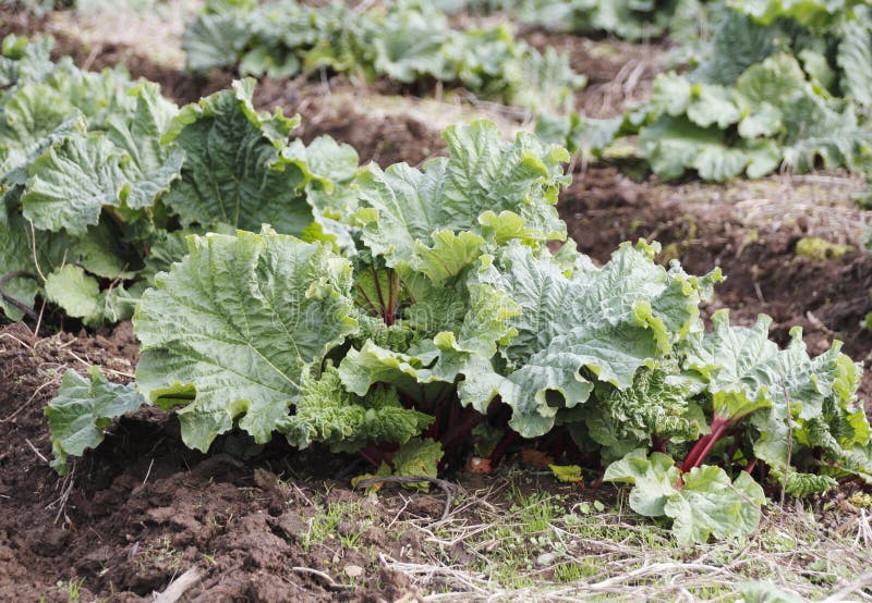 Rhubarb stock image. Image of early, fresh, plant, leaf - 39593305