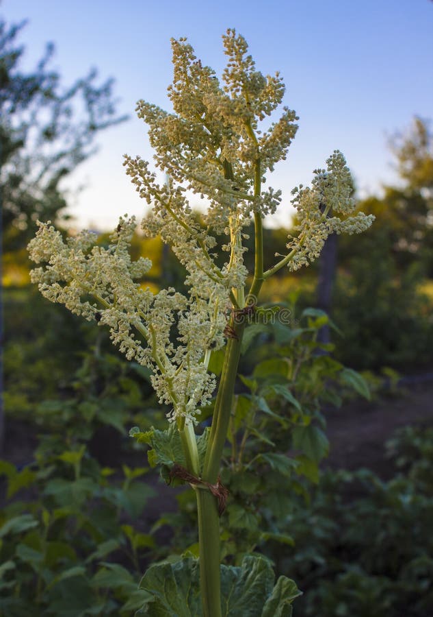 Rhubarb flower stock photo. Image of person, botanical - 48757788