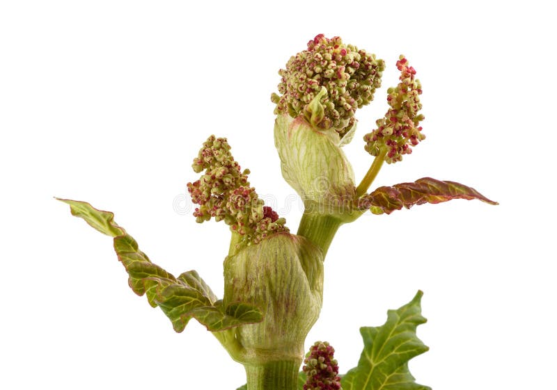 Rhubarb stock photo. Image of blossom, flowering, rhaponticum - 289489748