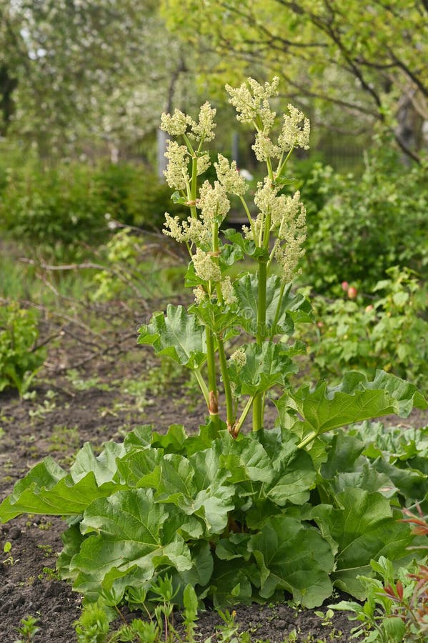 Rhubarb is a Flowering Plant in the Garden. Stock Photo - Image of ...