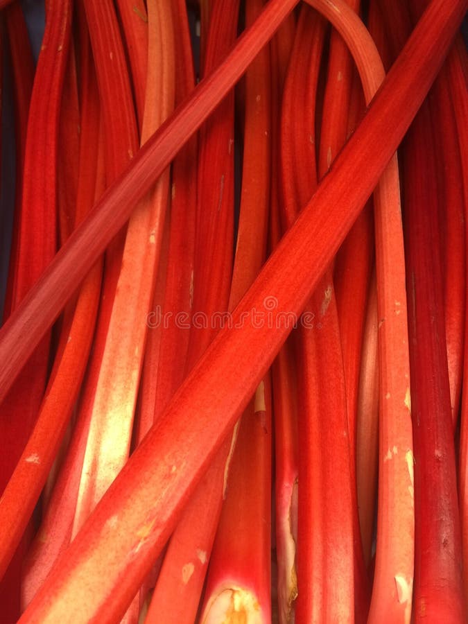 Rhubarb stock photo. Image of tangy, fresh, boil, rhubarb - 54056038