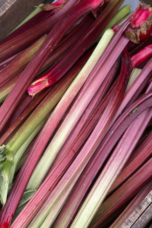 Rhubarb Fruit and Vegetable Stock Image - Image of food, rhubarb: 87849213