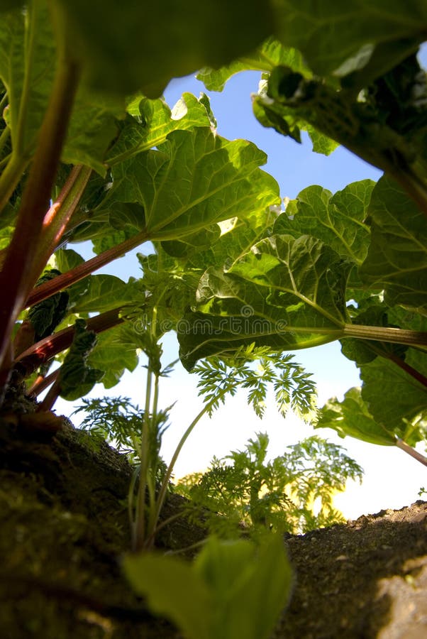 Rhubarb in the Garden stock photo. Image of food, rhubarb - 3418766