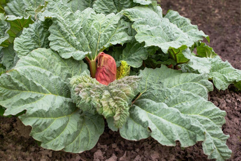 Rhubarb Growing in Garden in Spring Stock Photo - Image of growing ...