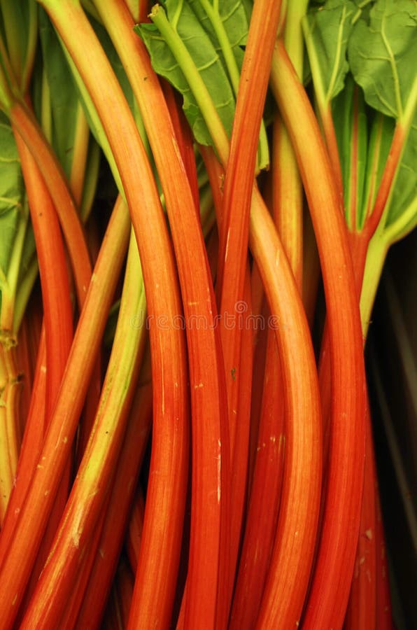 Rhubarb stock photo. Image of meal, luscious, healthy - 41569236