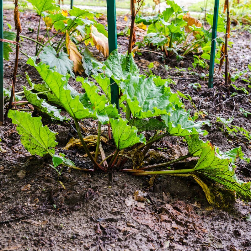 Rhubarb Plant in the Garden Stock Photo - Image of rhabarbarum, close ...