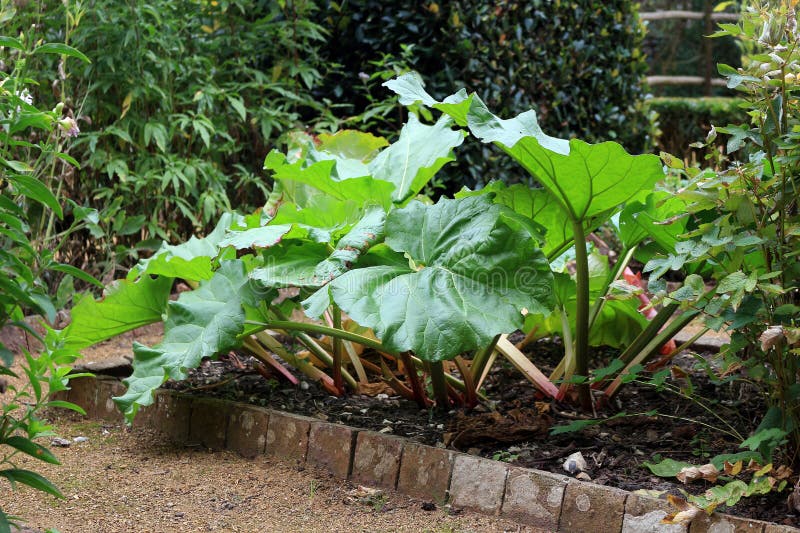 Rhubarb Growing in the Garden Stock Image - Image of growing, kitchen ...