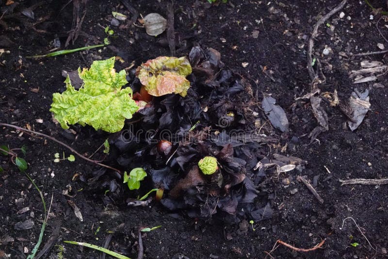 Rhubarb Plant Sprouting in Spring. First Rhubarb Leaves in the ...