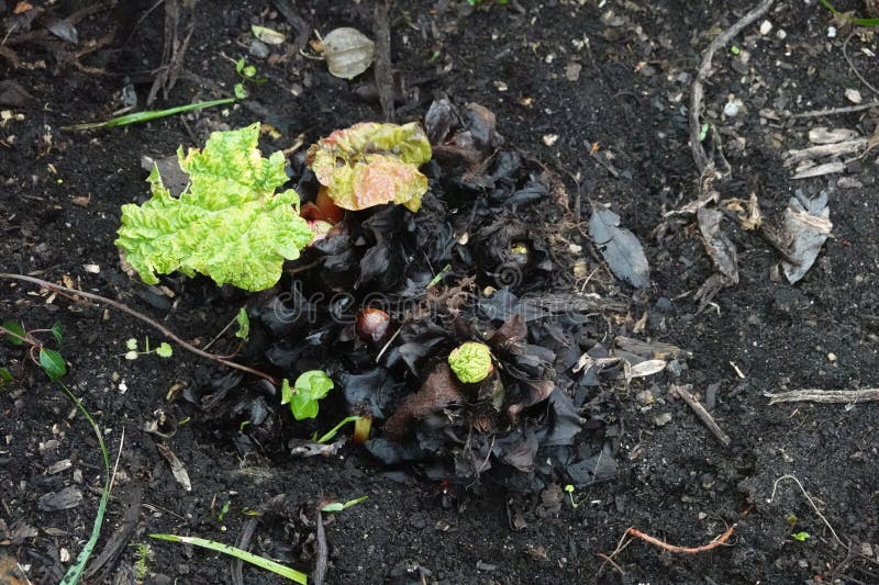 Rhubarb Plant Sprouting in Spring. First Rhubarb Leaves in the ...