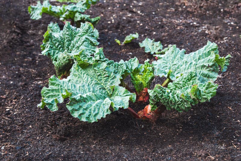 Rhubarb Sprouts and Leaves Growing in Spring Closeup Stock Image ...