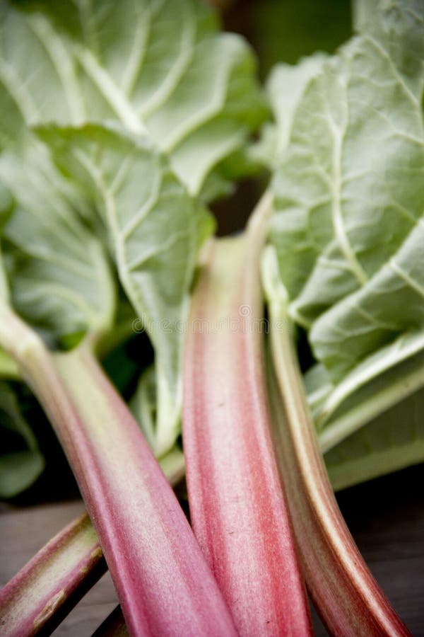 Rhubarb stock photo. Image of vegetable, fruitvegetable - 38640132