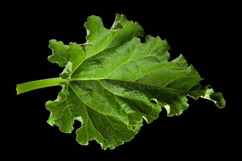 Rhubarb Vegetable Leaf on Black Stock Image - Image of diet, closeup ...
