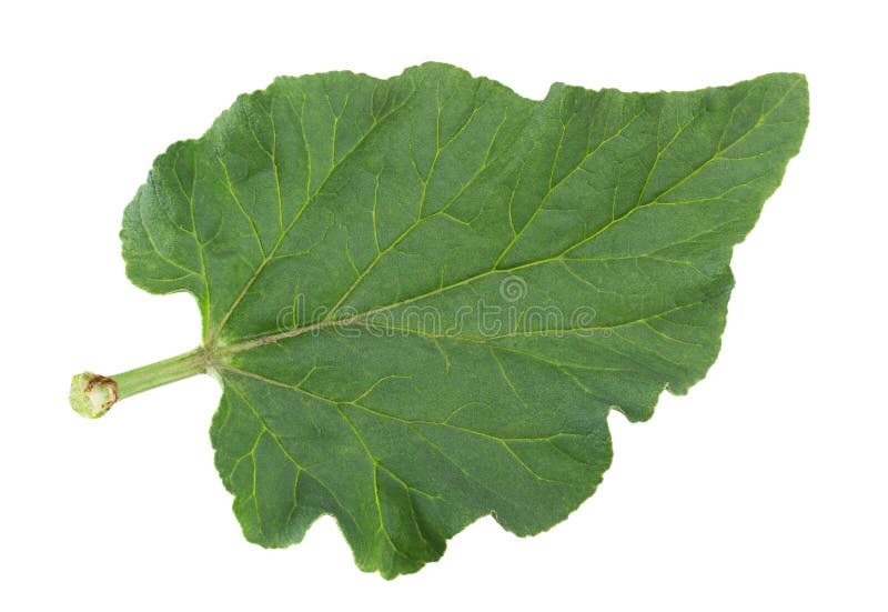 Rhubarb Vegetable Leaf on White Stock Photo - Image of food, green ...