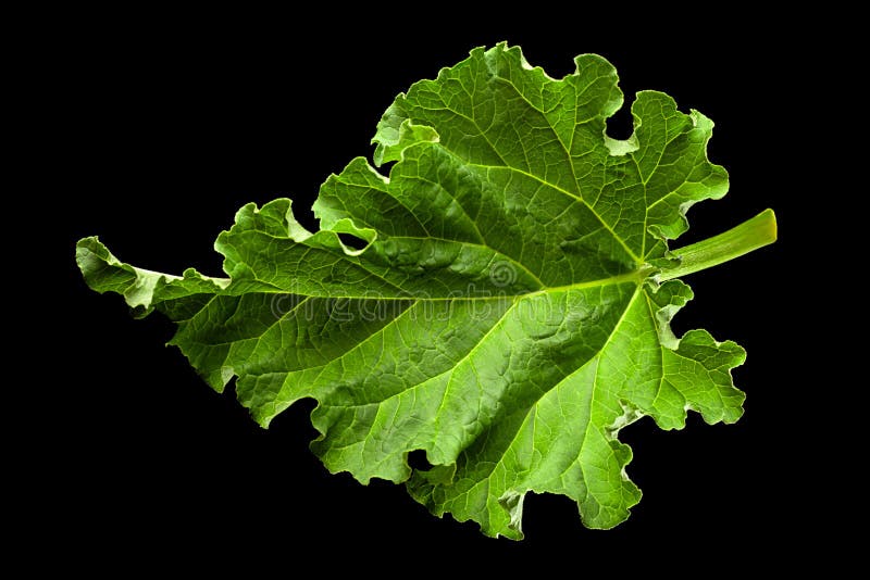 Rhubarb Vegetable Leaf on Black Stock Image - Image of rhubarb ...