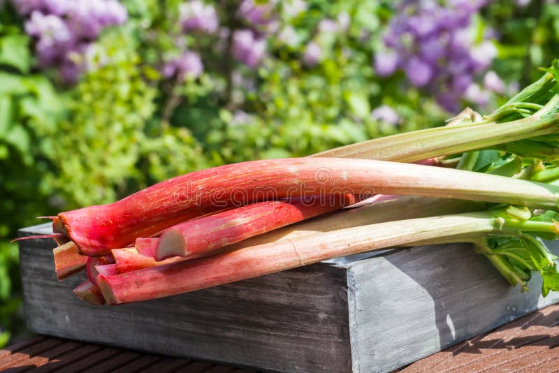 Rhubarb on wooden box stock photo. Image of front, crate - 55046864