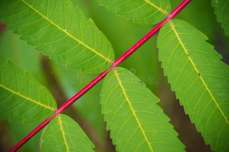 Rhus Typhina is Sumach Tree with Velvet Candle-shaped Flowers ...