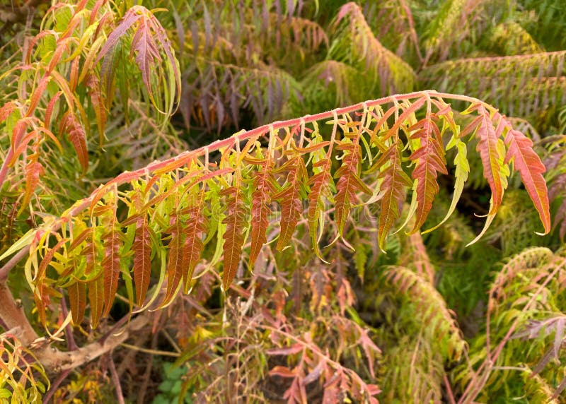Rhus Typhina Dissecta Cutleaf Staghorn Sumac Foto de archivo - Imagen ...