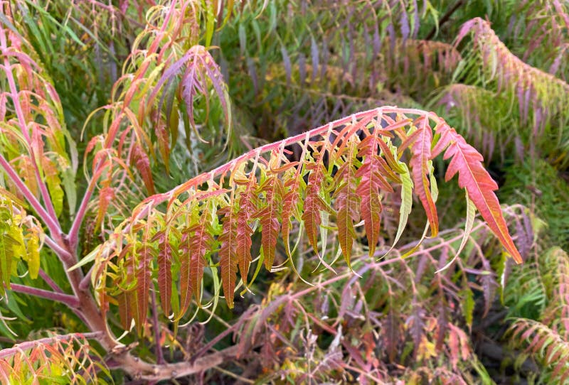 Rhus Typhina Dissecta Cutleaf Staghorn Sumac Foto de archivo - Imagen ...
