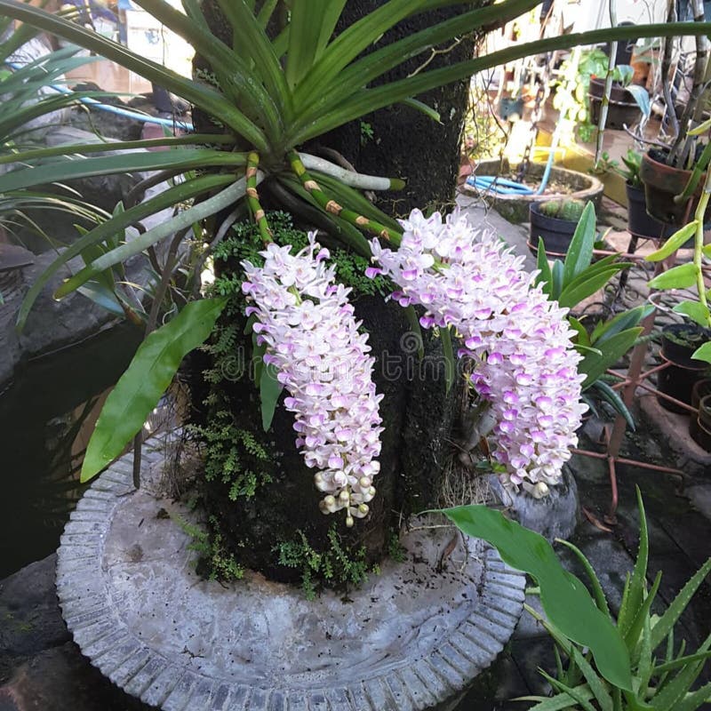 Rhynchostylis Retusa that Shows Its Beauty Stock Photo - Image of retusa, shows: 292648120