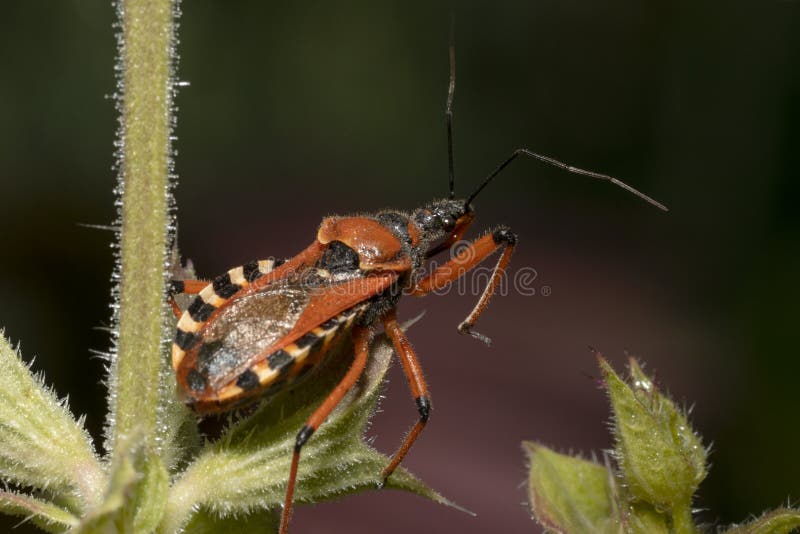 Rhynocoris Iracundus is an Assassin and Thread-legged Bug. Stock Image ...