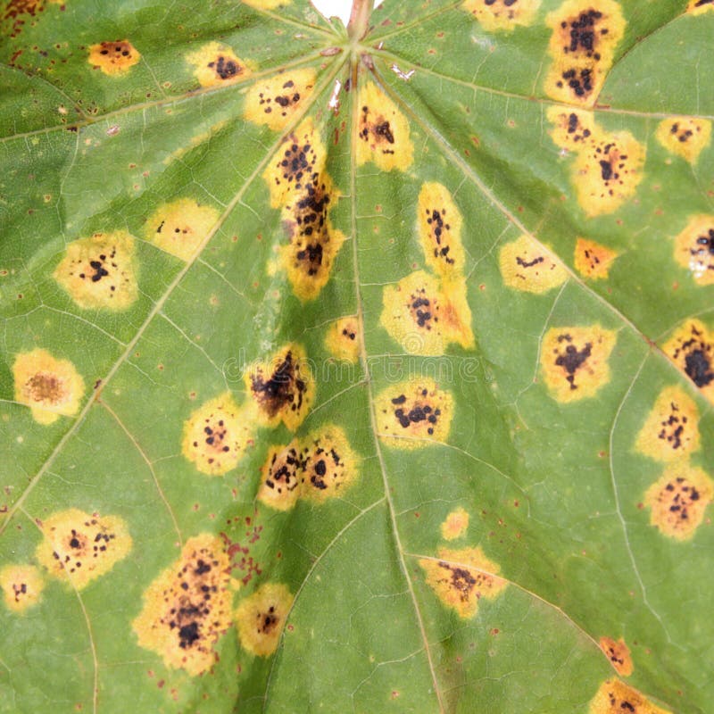 Rhytisma Acerinum Black Spot Disease on a Maple Leaf Under the ...
