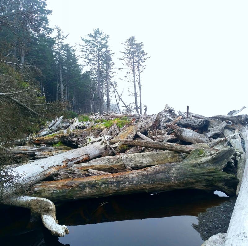 Beach Logs stock photo. Image of beach, wood, black, white - 46406374